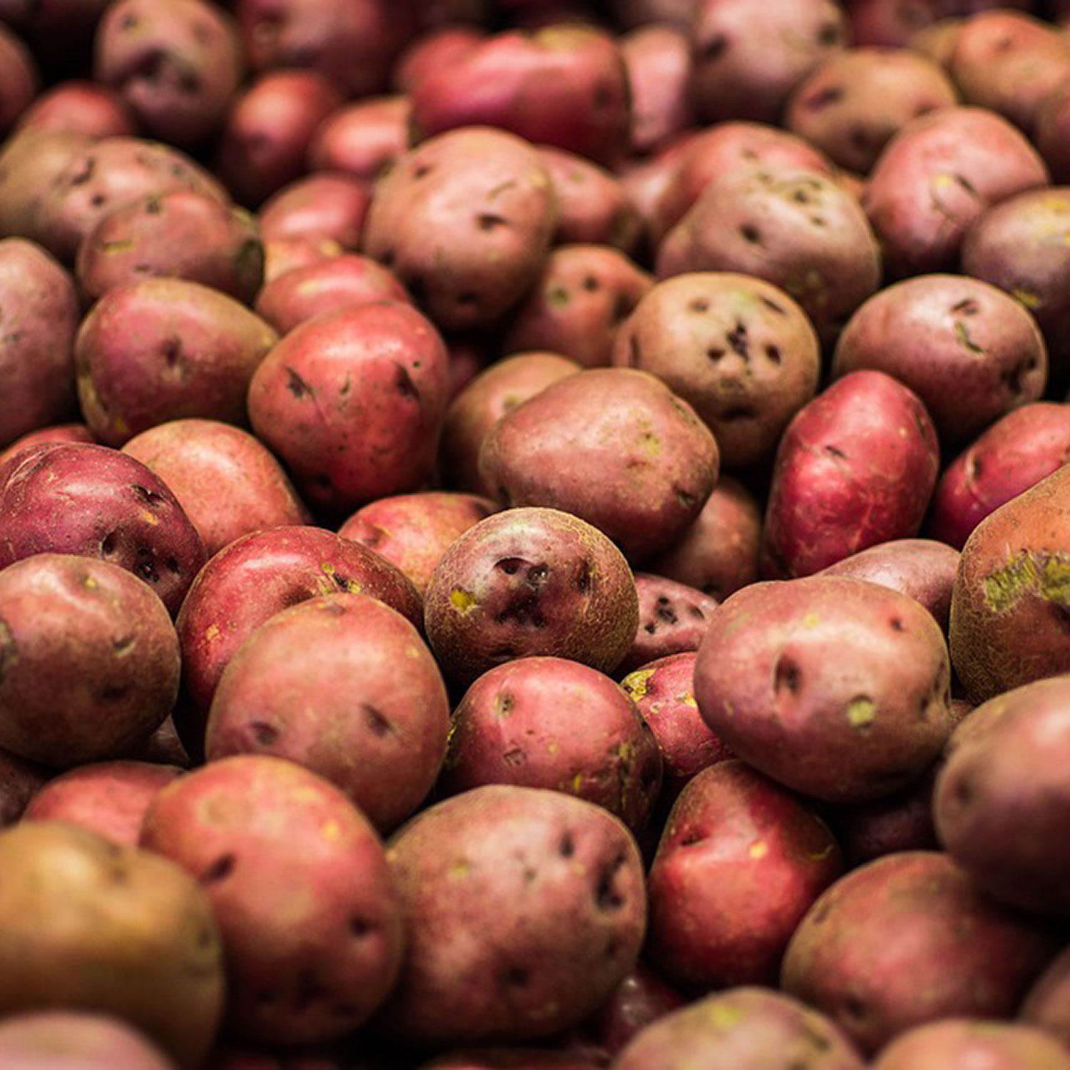 Organic Red Potatoes (1kg) - Organic to your Door